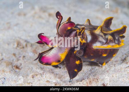 Flamboyant cuttlefish crawling a long coral reef in the Indo Pacific ...