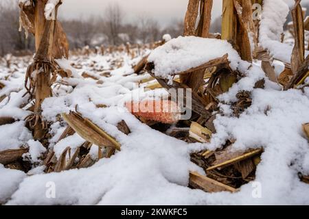 First snow in a rural cornfield. Corn cob on the ground among the snow ...