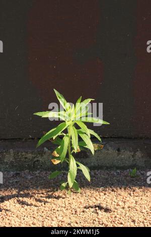 Cute weed plant growing on the sidewalk in a black and white monochrome ...
