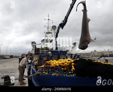 22.04.2012. Rijeka, Croatia - Shark caught by fishermen from a boat ...