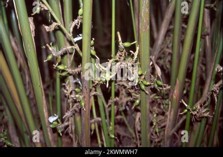 Cardamom ( Elettaria cardamomum L.) popularly, known as Queen of Spices ...