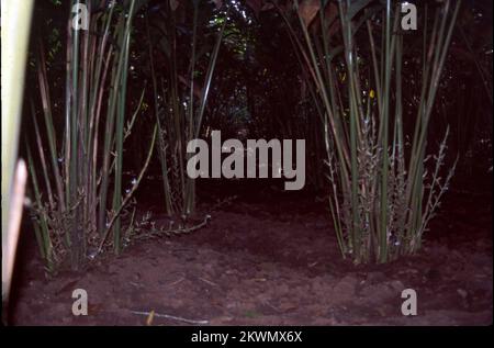 Cardamom ( Elettaria cardamomum L.) popularly, known as Queen of Spices ...