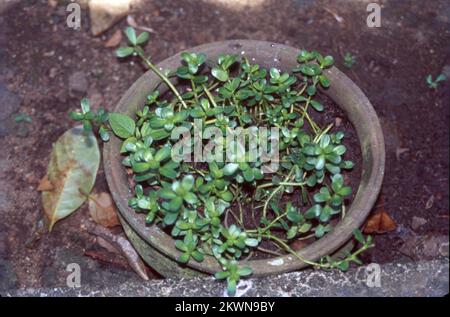 Waterhyssop or Brahmi, Bacopa monnieri Stock Photo - Alamy