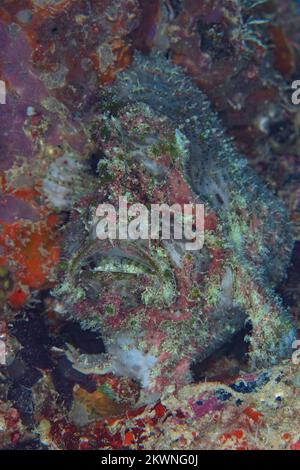 3 spot frogfish camouflaging in well with its surroundings on coral ...