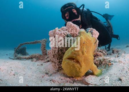 Female scuba diver finding tropical reef fish while guiding Scuba Dive ...