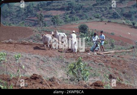 Traditionally farmers use bullock to plough the field using animals ...