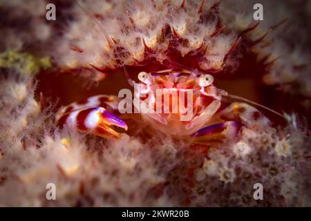 Pink soft coral candy crab on coral reef Stock Photo - Alamy