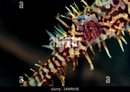 Marine animal behavior - Camouflage techniques used underwater to hide ...