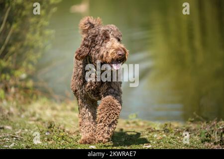 Big Giant Brown Labradoodle walking and looking directly towards the ...