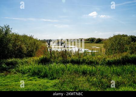 Swamp in a marshland in Bargerveen, Netherlands Stock Photo - Alamy