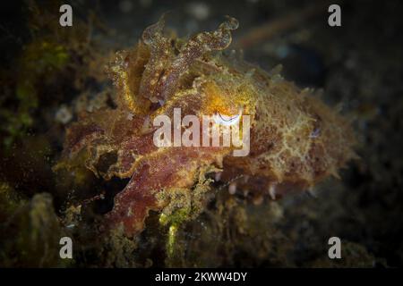 Beautiful cuttlefish changing the texture of its skin to camouflage on ...