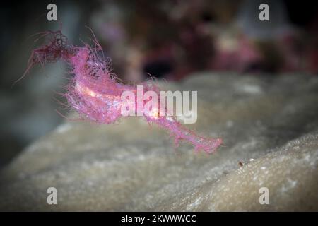 Cute colorful pink hairy ghost pipefish - Urocampus carinirostris Stock ...