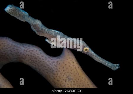 Purple velvet ghost pipefish Stock Photo - Alamy