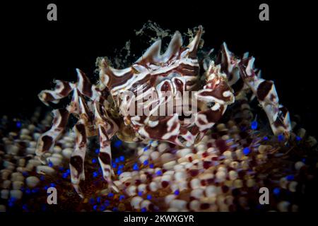 Colorful coral reef crab on scuba diving site in the pacific Ocean ...