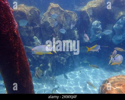 An underwater photo of a Sailfin Snapper swimming among the rock and ...