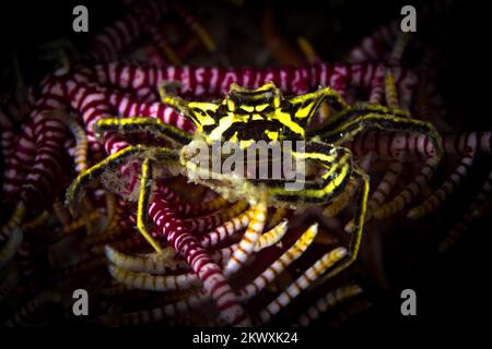 Colorful coral reef crab on scuba diving site in the pacific Ocean ...
