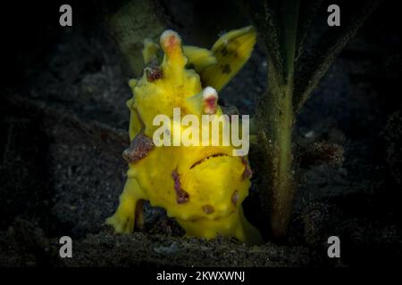 Cute and colorful clown frogfish - Antennarius Maculatus Stock Photo ...