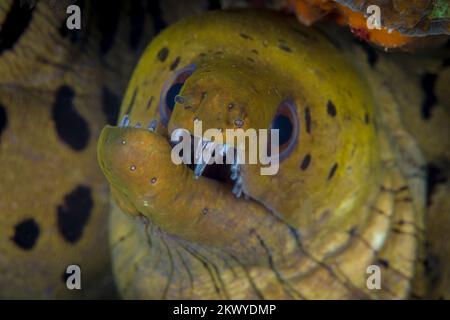 Spot face moray eel showing off its teeth on coarl reef Stock Photo - Alamy