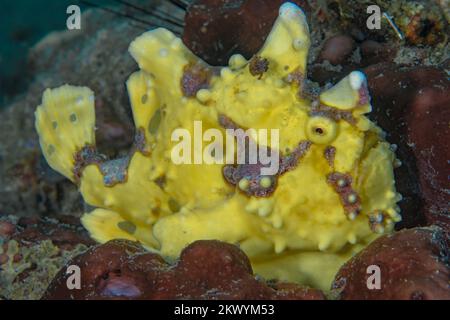 Cute and colorful clown frogfish - Antennarius Maculatus Stock Photo ...