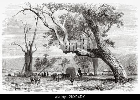 Old view of Dalry station, Australian states of Victoria, Australia ...