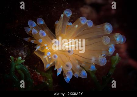 Blue tipped janolus Nudibranch Seaslug in the Mediterranean Sea Stock ...