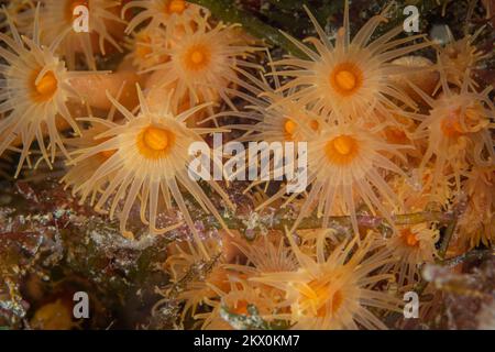 Orange sun coral polyps in the Mediterranean Sea Stock Photo - Alamy