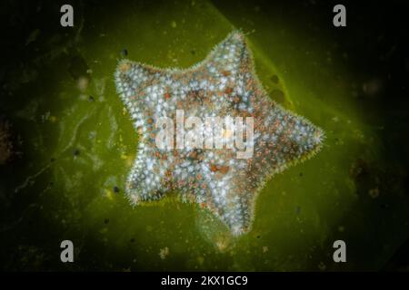 Finding underwater invertebrates on coral reef in the pacific Ocean ...