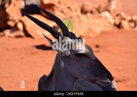 Eland Elenantelope Namibia Africa Red Sand Contrast Portrait Stock ...