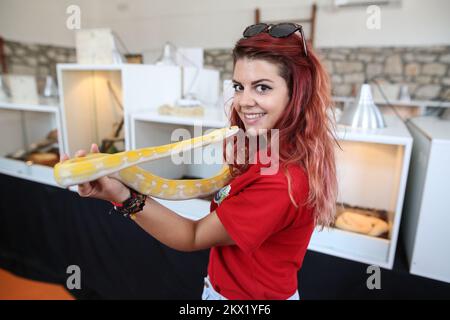 python in a terrarium, one of the largest snake species in the world ...