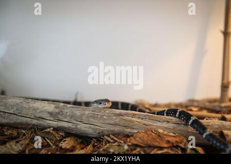 python in a terrarium, one of the largest snake species in the world ...