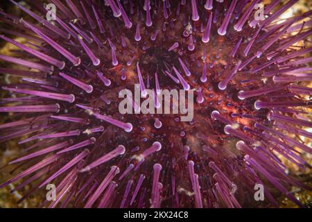 Finding underwater invertebrates on coral reef in the pacific Ocean ...