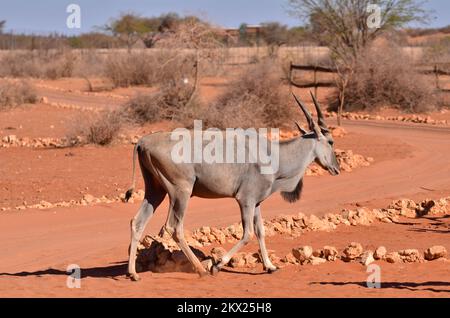 Eland Elenantelope Namibia Africa Red Sand Contrast Portrait Stock ...
