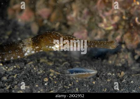 Close up headshot of tropical pipefish in the coral Triangle Stock ...