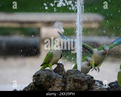 green parrots drinking water in rome botanical gardens italy Stock ...