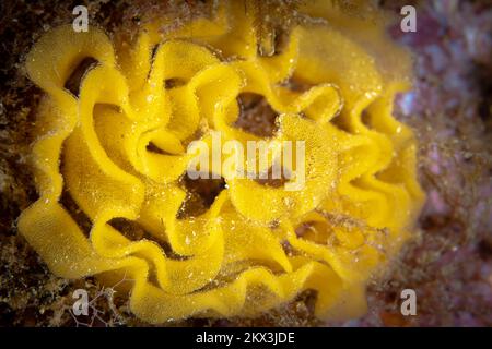 Finding underwater invertebrates on coral reef in the pacific Ocean ...