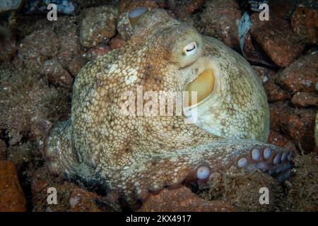 Octopus camouflage - octopus changing it's shape, texture and colour to ...