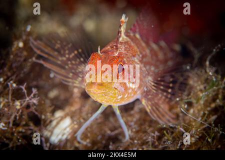 close up portrait of blennie fish in the Mediterranean Sea Stock Photo ...