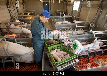 Castrating on pig breeding farm Stock Photo - Alamy