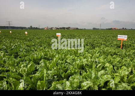 Netherlands, Wageningen - Demonstration field of endive. Endive is a ...
