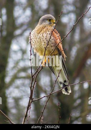 The common kestrel is a bird of prey species belonging to the kestrel ...