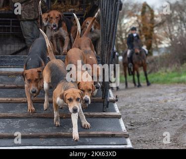 English Foxhounds and a horse Stock Photo - Alamy