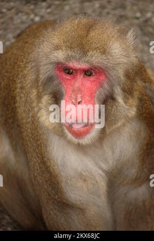 Rotgesichtsmakake oder Japanmakak / Japanese macaque or Snow monkey ...