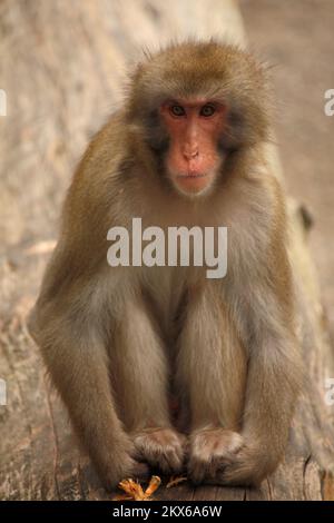 Rotgesichtsmakake oder Japanmakak / Japanese macaque or Snow monkey ...