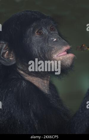 Bonobo oder Zwergschimpanse / Pygmy chimpanzee / Pan paniscus Stock ...