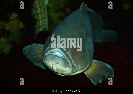 Brauner Zackenbarsch / Yellowbelly grouper / Epinephelus marginatus ...