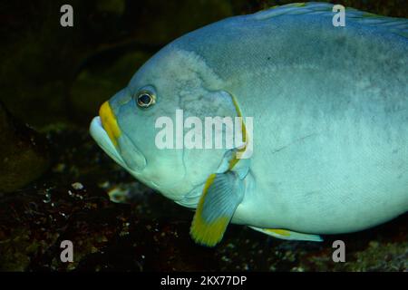 Blaugelber Zackenbarsch / Blue and yellow grouper / Epinephelus ...