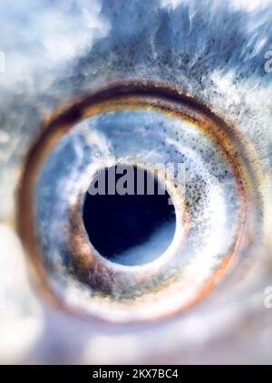 Anatomy of fish. The Sabrefish (Pelecus cultratus) eye close-up Stock ...