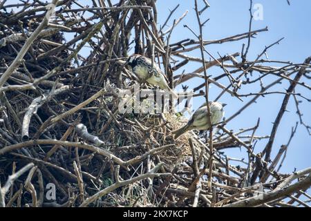 Spanish sparrows (Passer hispaniolensis) nest in rooks' nests, where ...