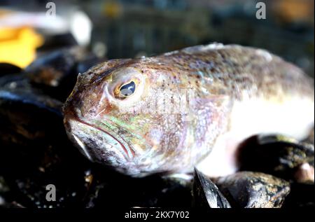 Trachinus draco, or Greater Weever, also known as Sting Bull and ...