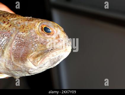 Trachinus draco, or Greater Weever, also known as Sting Bull and ...